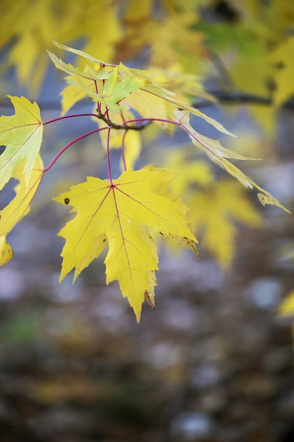 Yellow Wild Maple Leaves on a Branch, Natural Background, Vertical ...