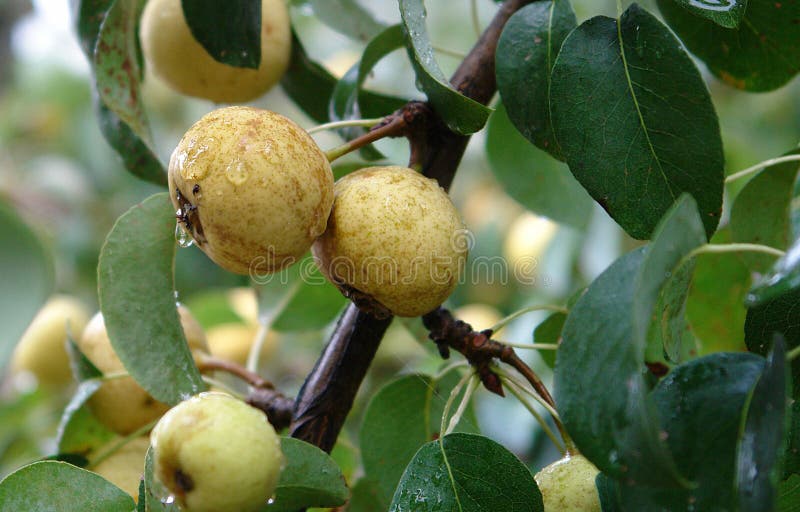 Yellow Wild Pears stock photo. Image of branch, pear - 66581378