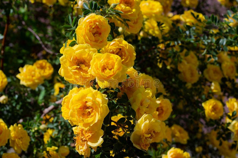 Yellow Wild Rose Bush in Bloom Stock Photo - Image of gardening ...