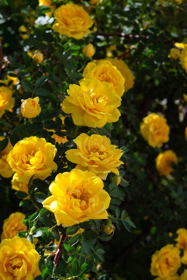 Yellow Wild Rose Bush in Bloom Stock Image - Image of beauty, natural ...