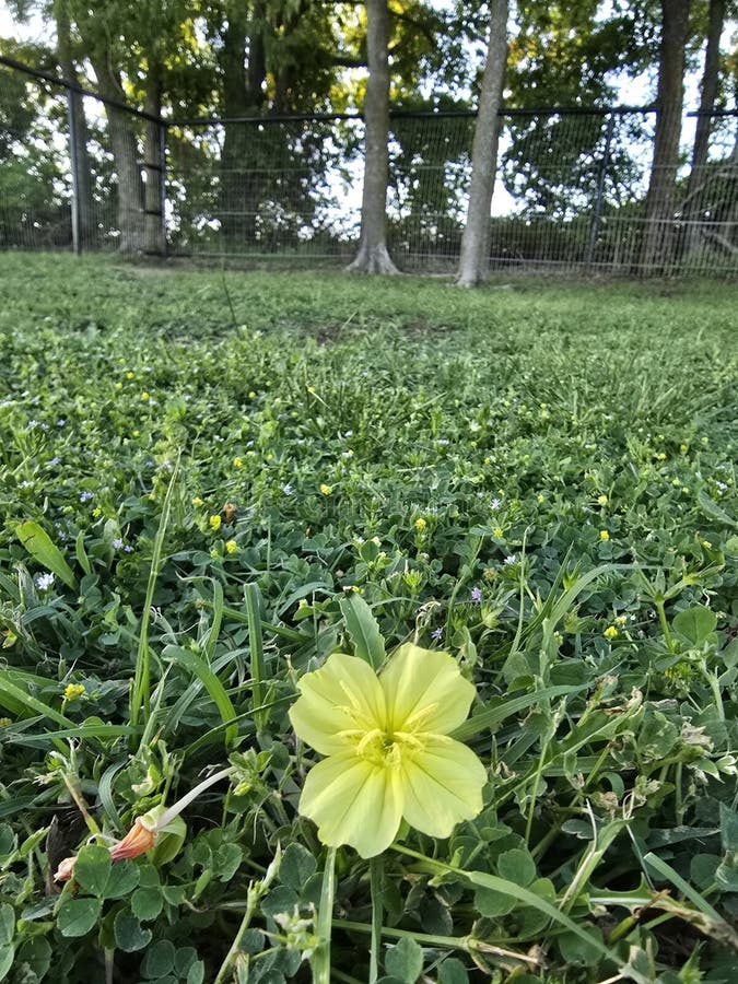 Yellow Wildflower and Greenery in North Texas Meadow Natural Setting ...
