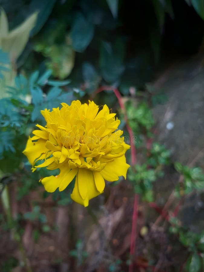 A Yellow Wildflower in the Indonesian Jungle Stock Photo - Image of ...