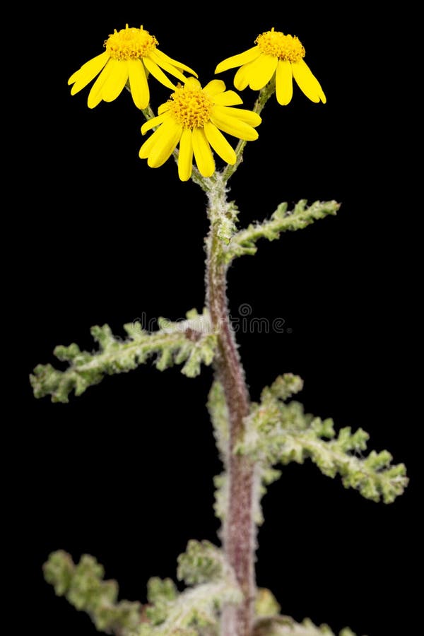 Yellow Wildflower, Isolated on Black Background Stock Photo - Image of ...