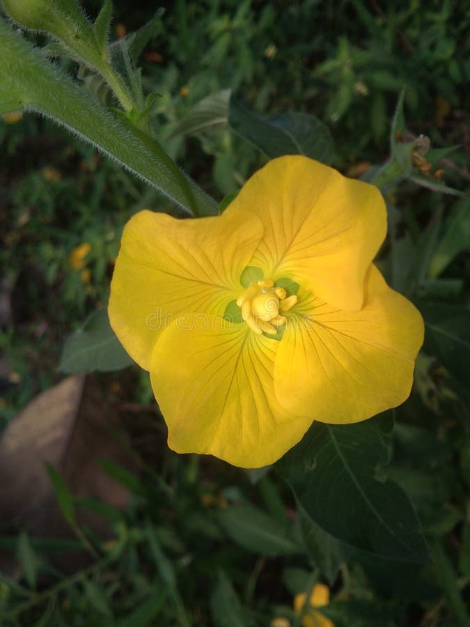 Yellow Wildflower Stretch Out Full of Beauty Stock Image - Image of blossom, botanical: 255482083