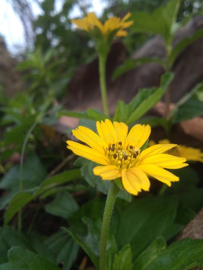 Yellow Wildflower Stretch Out Full of Beauty Stock Image - Image of blossom, botanical: 255482083