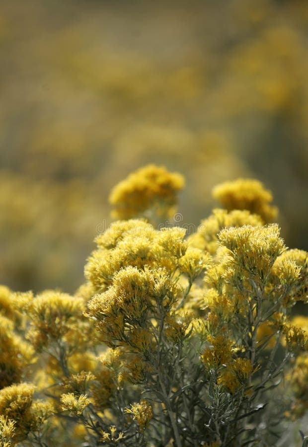 Yellow Wildflowers stock photo. Image of green, horticulture - 92926408