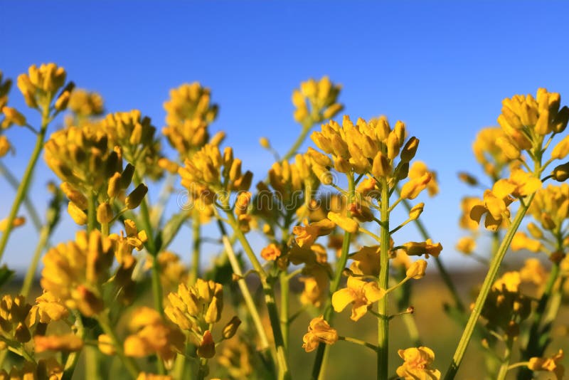 Yellow Wildflowers on a Background of Blue Sky Stock Image - Image of ...