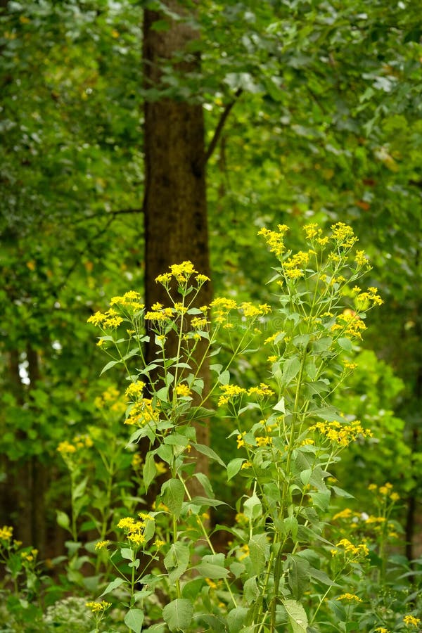 Yellow Wildflowers with Bees Collecting Nectar in Forest Stock Image ...
