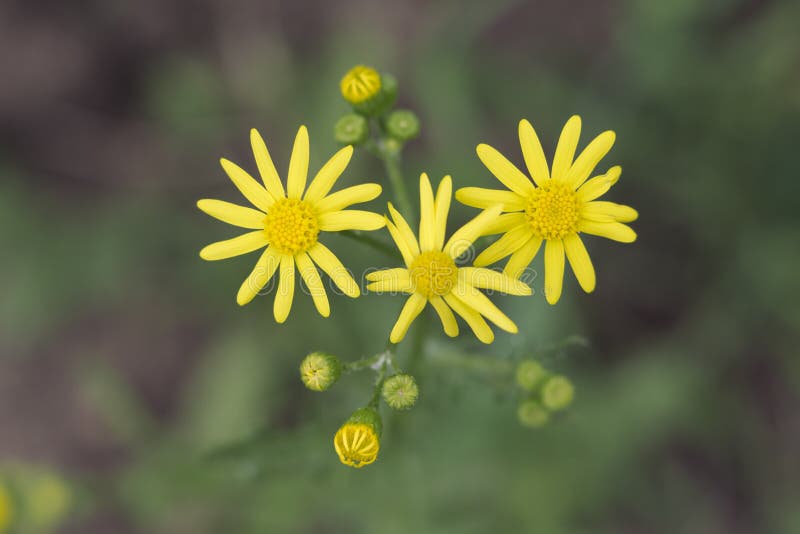 Yellow Wildflowers - Spring Blooms - Dolly Sods - West Virginia Stock ...