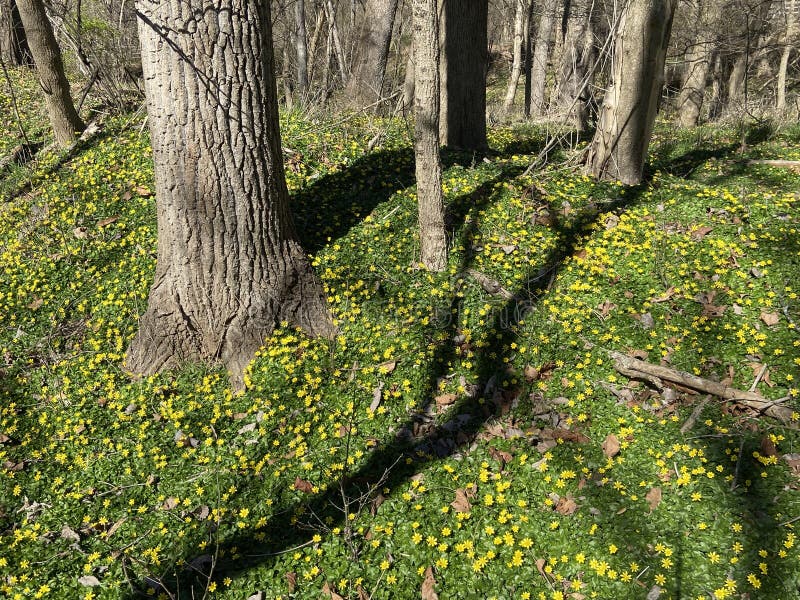 Yellow Wildflowers in the Forest in March Stock Image - Image of forest ...