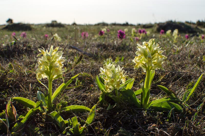 Wild orchids field stock photo. Image of calcareous, nature - 33579180