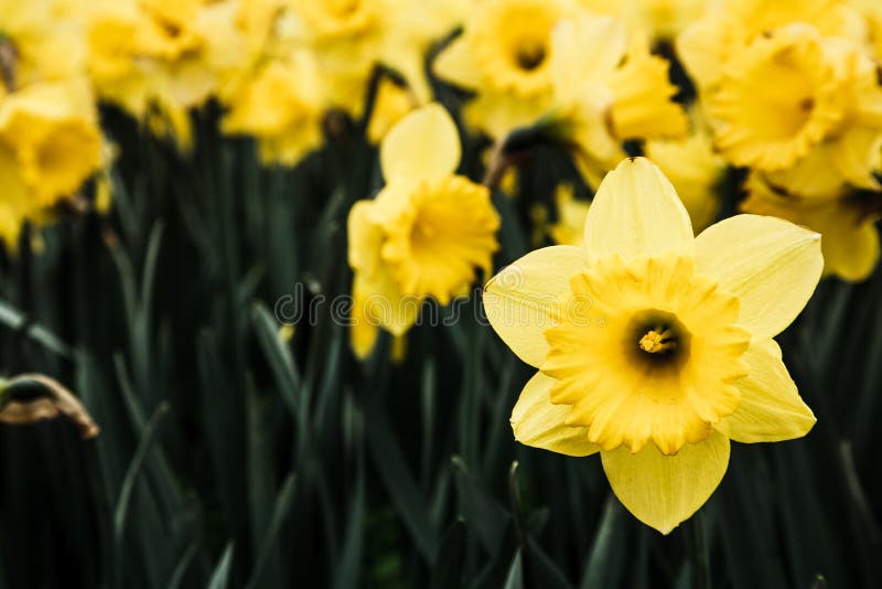 Yellow wildflowers stock image. Image of color, blossoming - 38720777