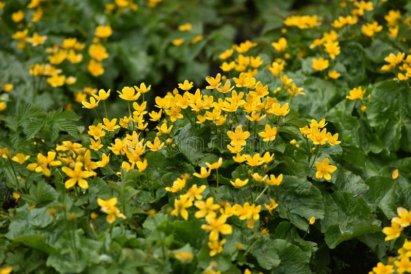 Yellow Wildflowers in the Spring Stock Image - Image of collection ...
