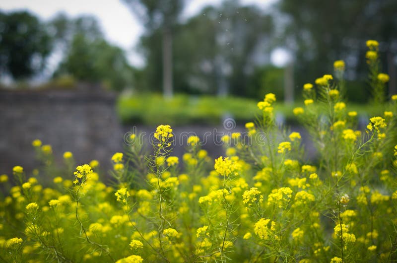 Yellow wildflowers. stock image. Image of inflorescence - 73472051
