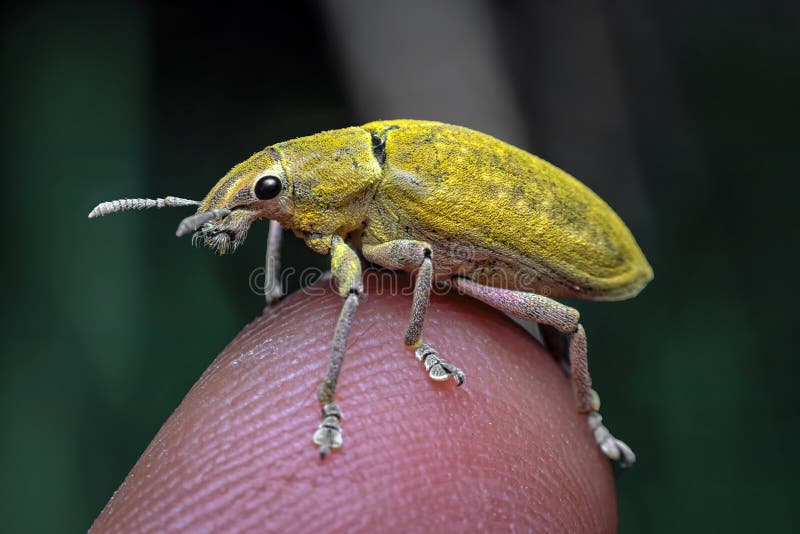 Yellow Williv. Leaf-eating Insects Stock Image - Image of violet ...