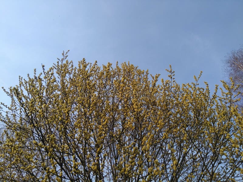 Yellow Willow Branch Tree Spring Blooming Blue Sky Background Stock ...