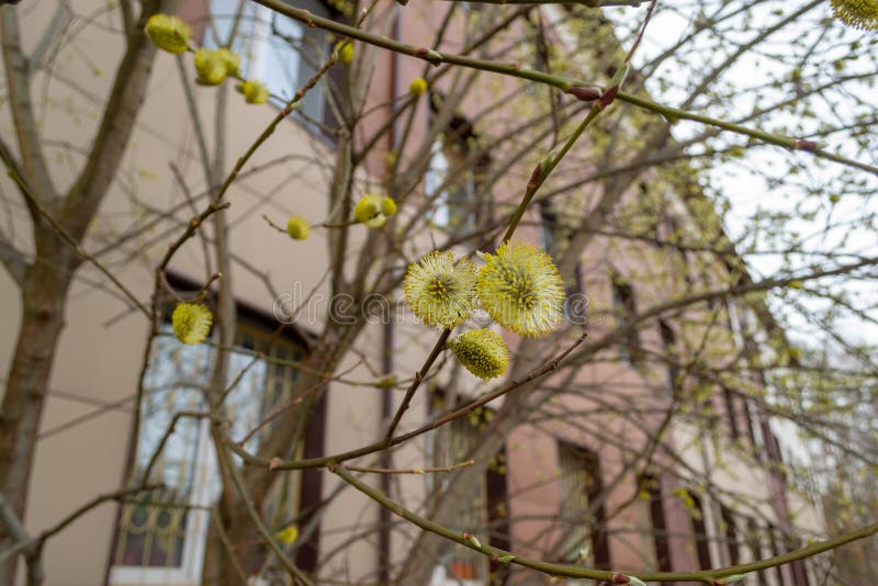 Yellow Willow Flower in Spring Stock Photo - Image of flower, soft ...