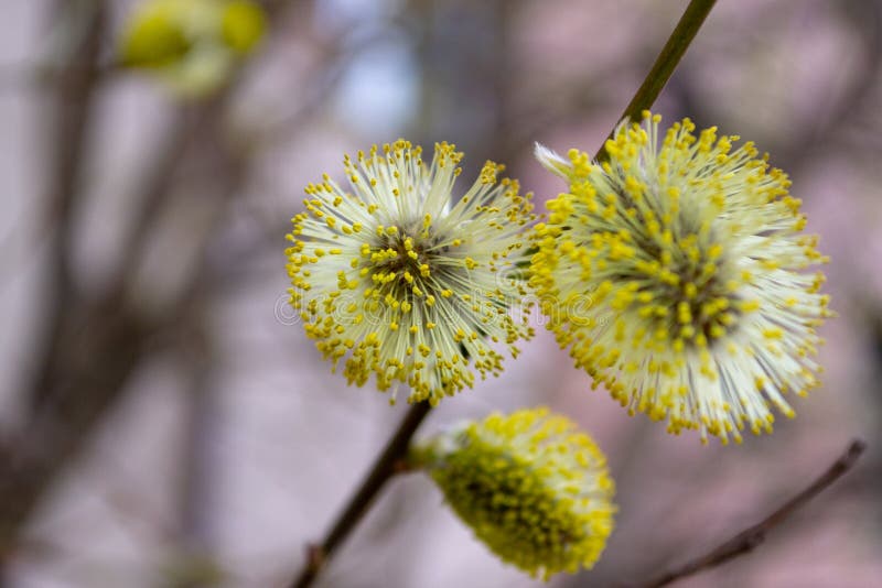 Yellow Willow Flower in Spring Stock Photo - Image of closeup, flora ...