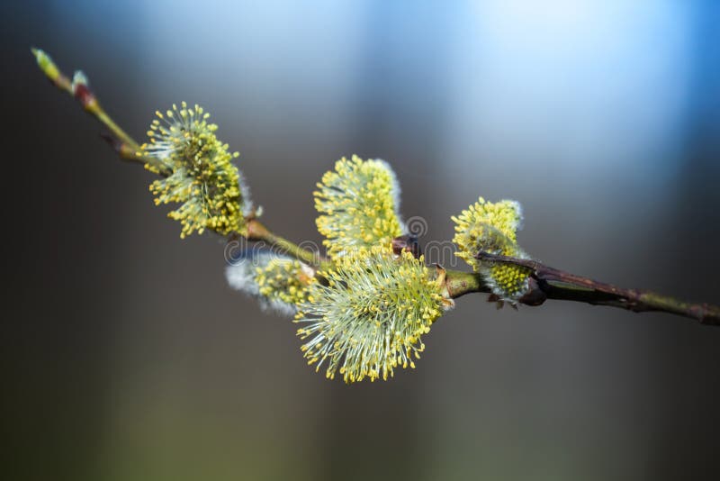 Yellow Willow Flowers on the Branch Stock Image - Image of park, flower ...