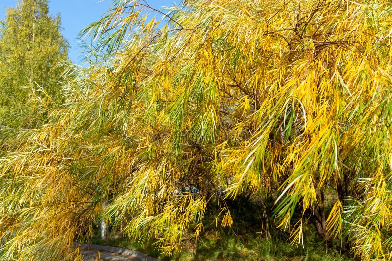 Yellow Willow Leaves on Shore Stock Photo - Image of tree, autumn ...