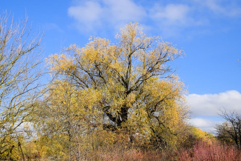 Yellow Willow Leaves. Willow Tree in Autumn. Stock Image - Image of ...