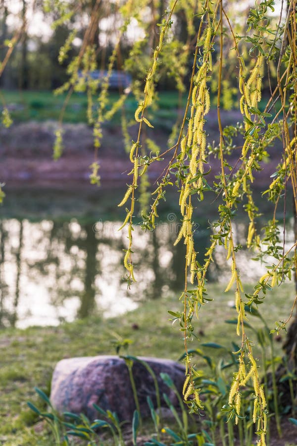 Willow Branches with Flowers Stock Image - Image of close, easter ...