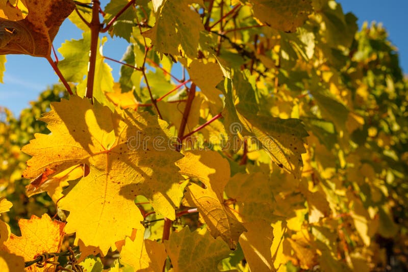 Yellow Wine Leaf in Vineyard in Autumn Stock Photo - Image of leaves ...