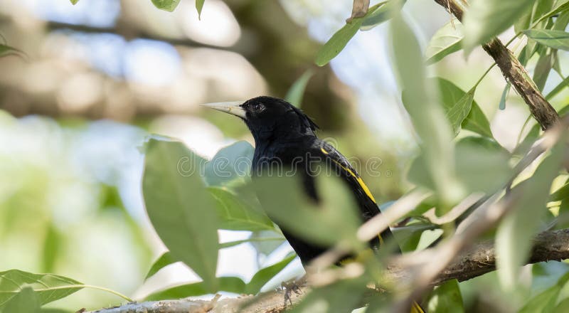 A Yellow-winged Cacique Cassiculus Melanicterus Perched High in a Tree ...