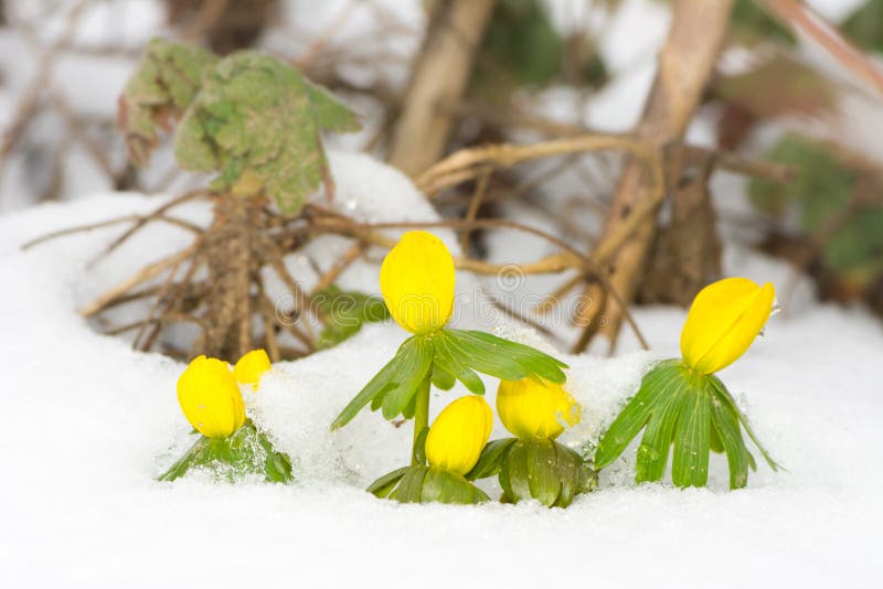 Yellow Winter Aconite Flowers in the Snow Stock Photo - Image of ...