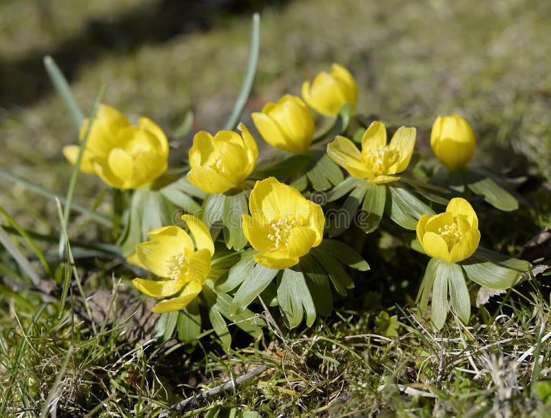 Yellow winter aconite stock image. Image of bloom, spring - 110761733