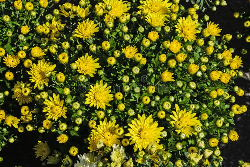 Yellow winter roses stock photo. Image of plant, yellow - 78474026