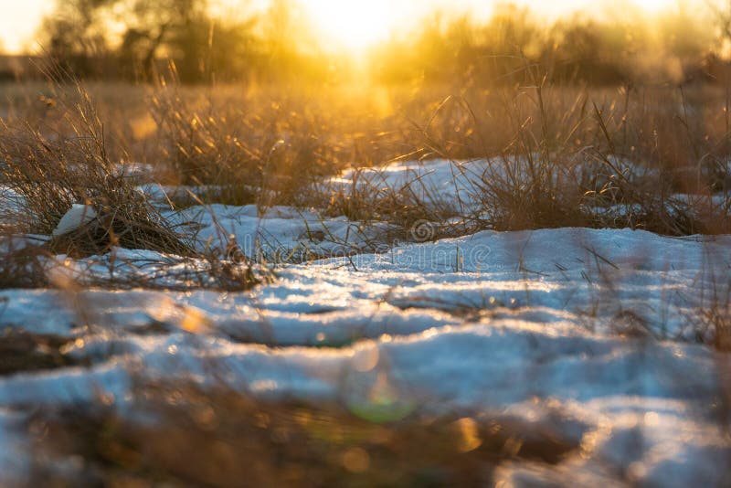 Yellow Withered Grass in the Setting Sun Under the First Snow Stock ...