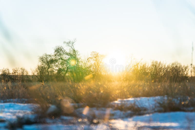 Yellow Withered Grass in the Setting Sun Under the First Snow Stock ...