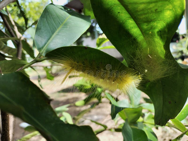 Yellow Woolly Bear Preparation for Hibernation into Pupae Stock Image ...