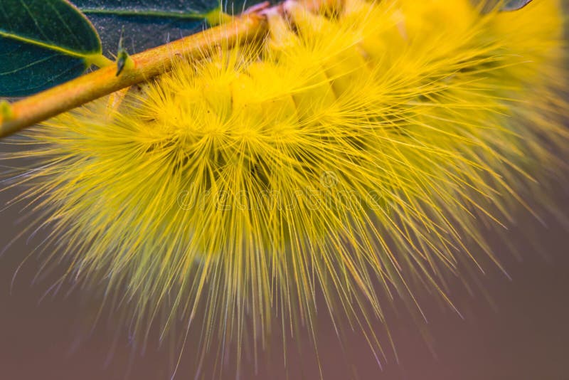 Yellow worm stock photo. Image of macro, color, lepidoptera - 62474134