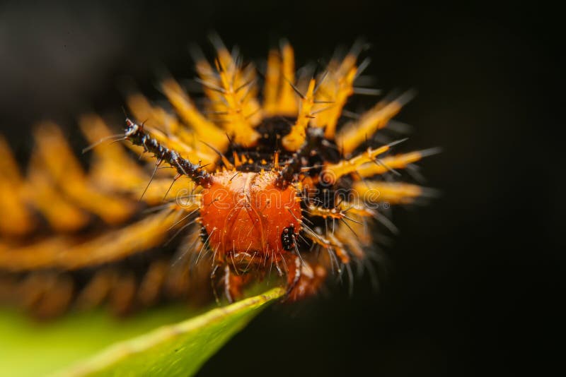 Yellow worm stock photo. Image of macro, color, lepidoptera - 62474134