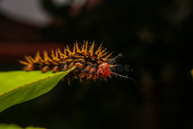Yellow worm stock photo. Image of macro, color, lepidoptera - 62474134