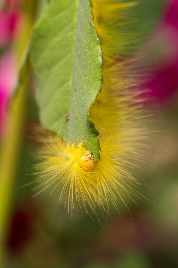 Yellow worm stock photo. Image of stem, worm, close, macro - 34929656