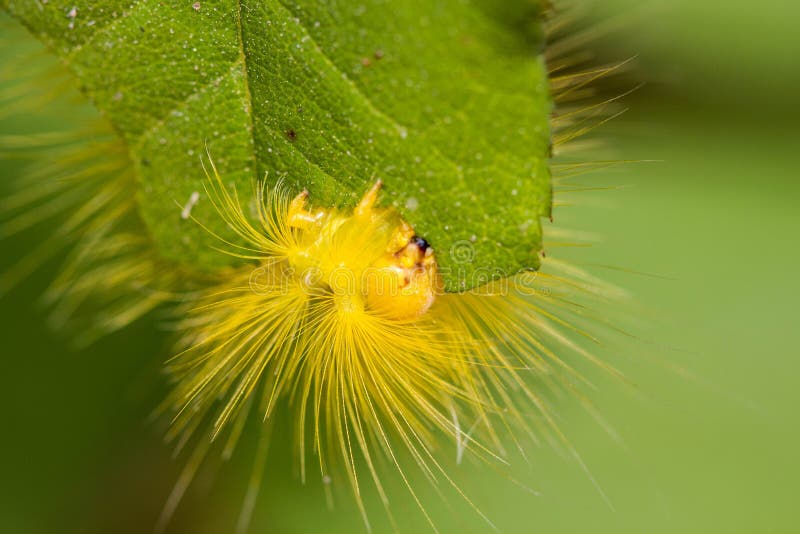 Yellow worm stock photo. Image of metamorphosis, nature - 62658162