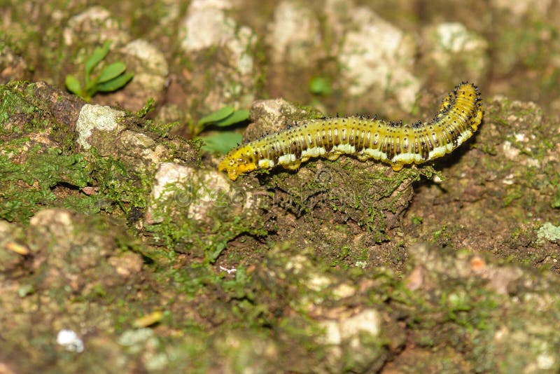 Yellow worm stock image. Image of macro, long, color - 66367001