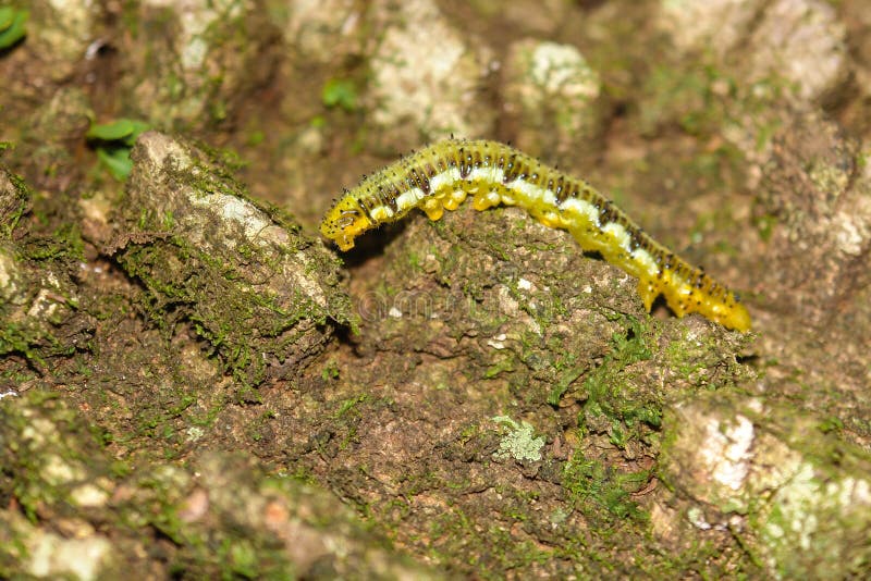Yellow worm stock photo. Image of nature, color, larva - 66367046