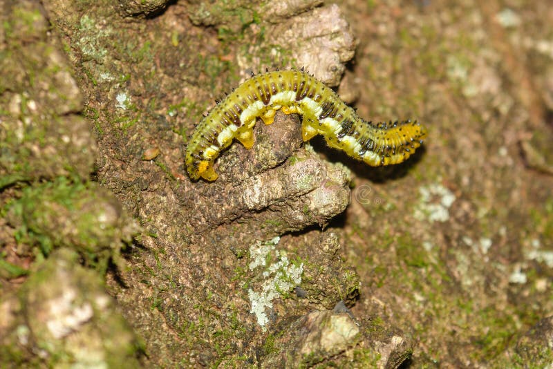 Yellow worm stock image. Image of larva, closeup, nature - 66367061