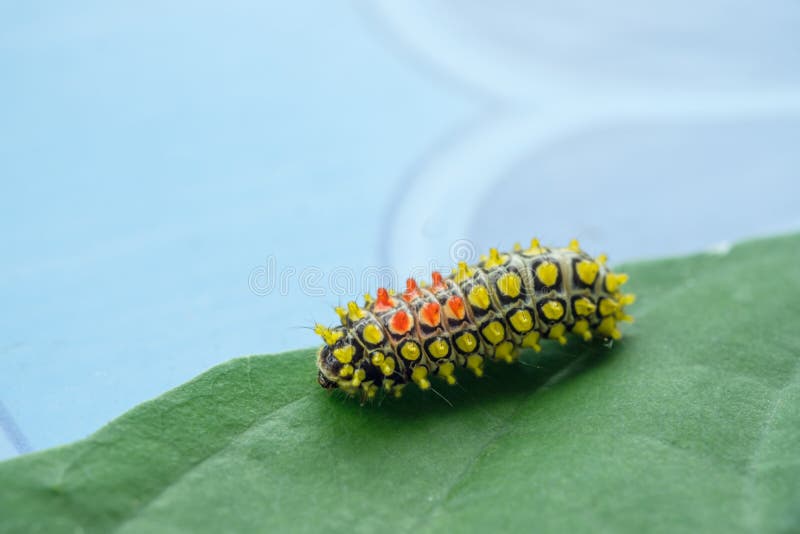 Yellow Worms with Beautiful Stock Image - Image of biology, garden ...