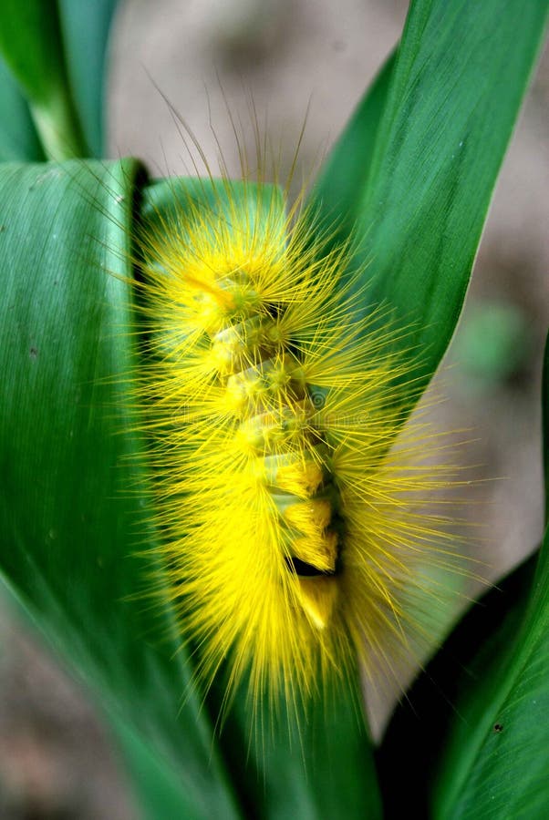 Itchy worms stock photo. Image of insects, feel, worms - 66915988