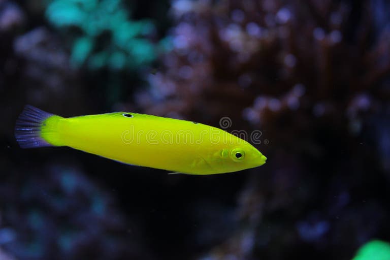 Yellow Wrasse stock photo. Image of show, awesome, clavularia - 78231538