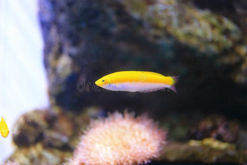 Yellow Wrasse stock image. Image of aquarium, ocean, wrasses - 58478739