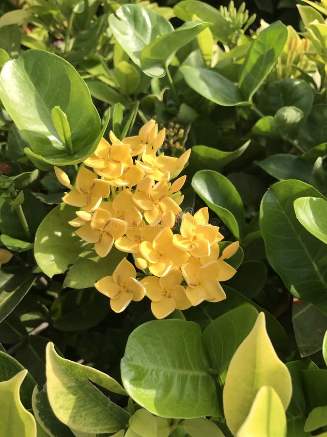 Xora Flowers Stock Photos - Free & Royalty-Free Stock Photos from ...