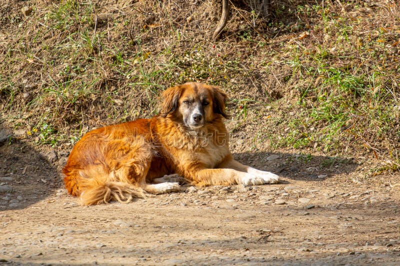 A Yellow Yard Dog Sits on the Ground Stock Photo - Image of orange ...