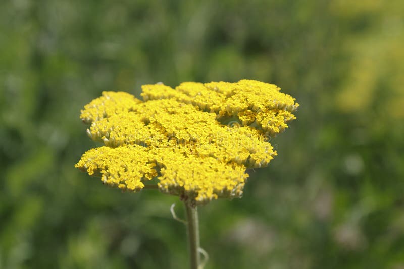 Yellow Yarrow, Achillea, Clypeolata, Stock Image - Image of achillea ...