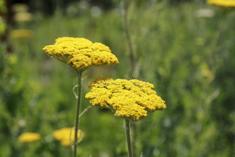 Yellow Yarrow, Achillea, Clypeolata, Stock Photo - Image of garden ...